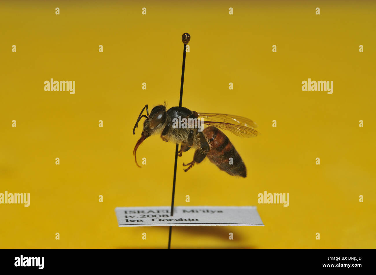 Israeli Wild Bee collection of different species - bees collected in ...