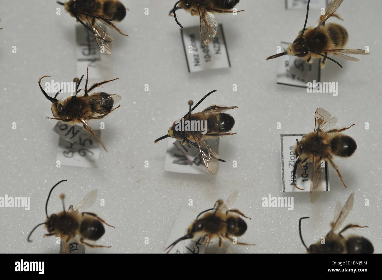 Israeli Wild Bee collection of different species - bees collected in ...
