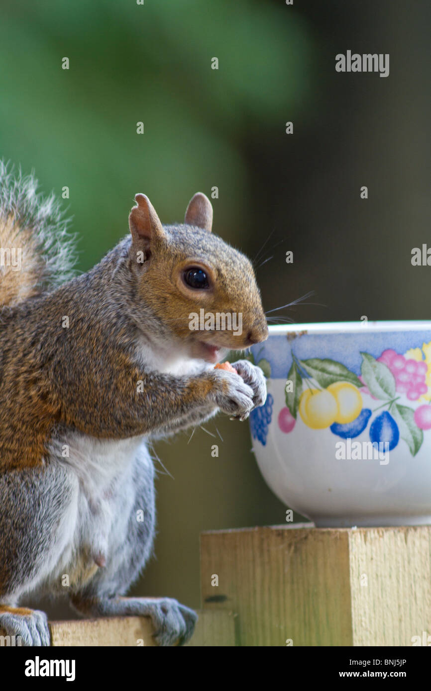 Grey squirrel tree hi-res stock photography and images - Alamy