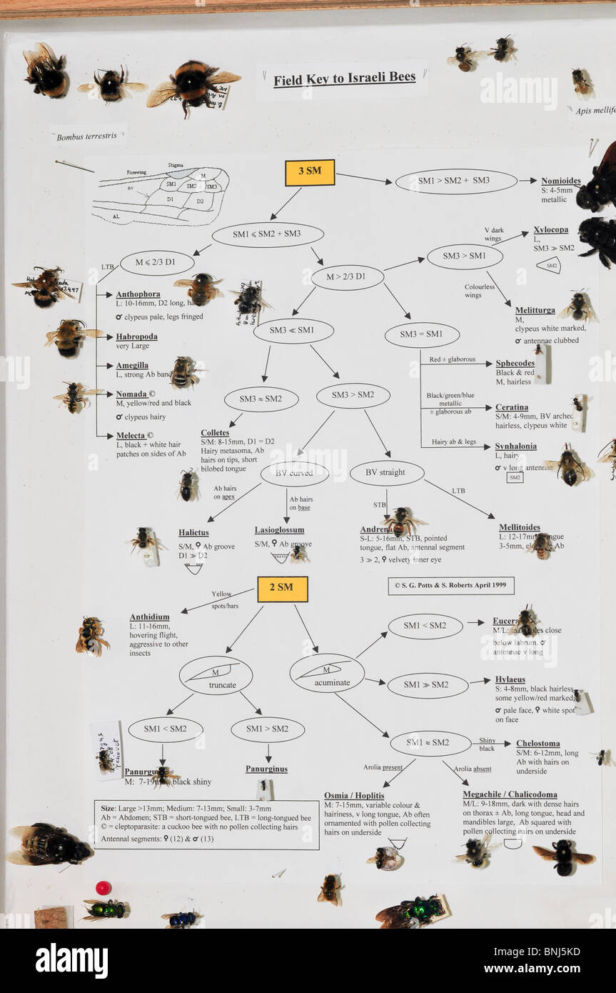 Insect chart hi-res stock photography and images - Alamy