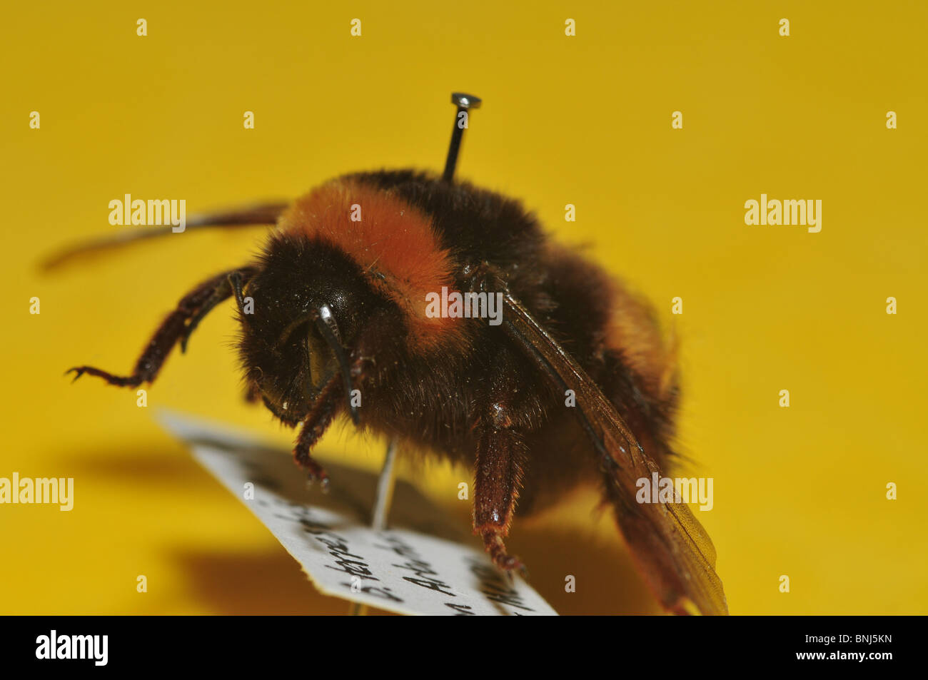 Israeli Wild Bee collection of different species - bees collected in ...