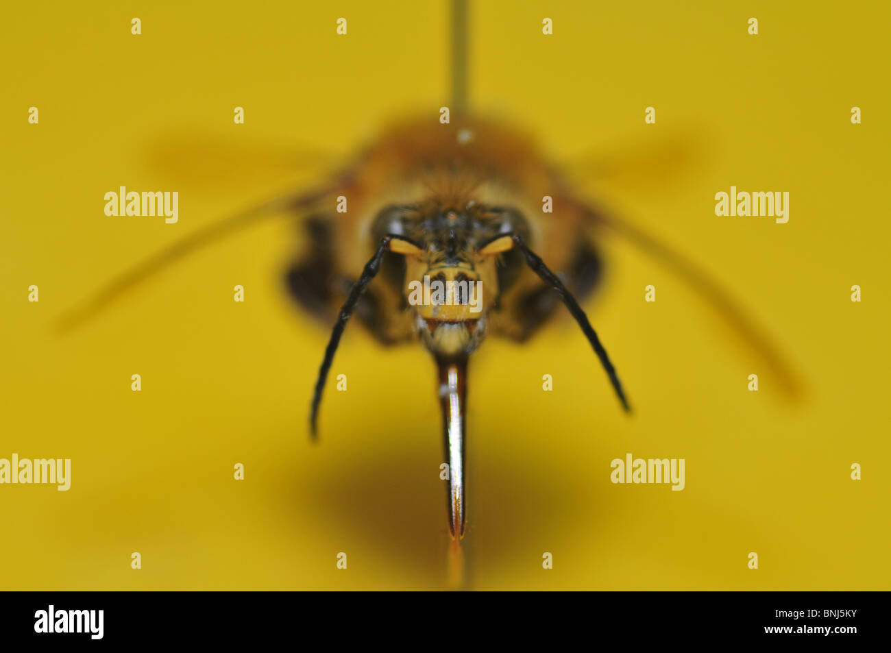 Israeli Wild Bee collection of different species - bees collected in ...
