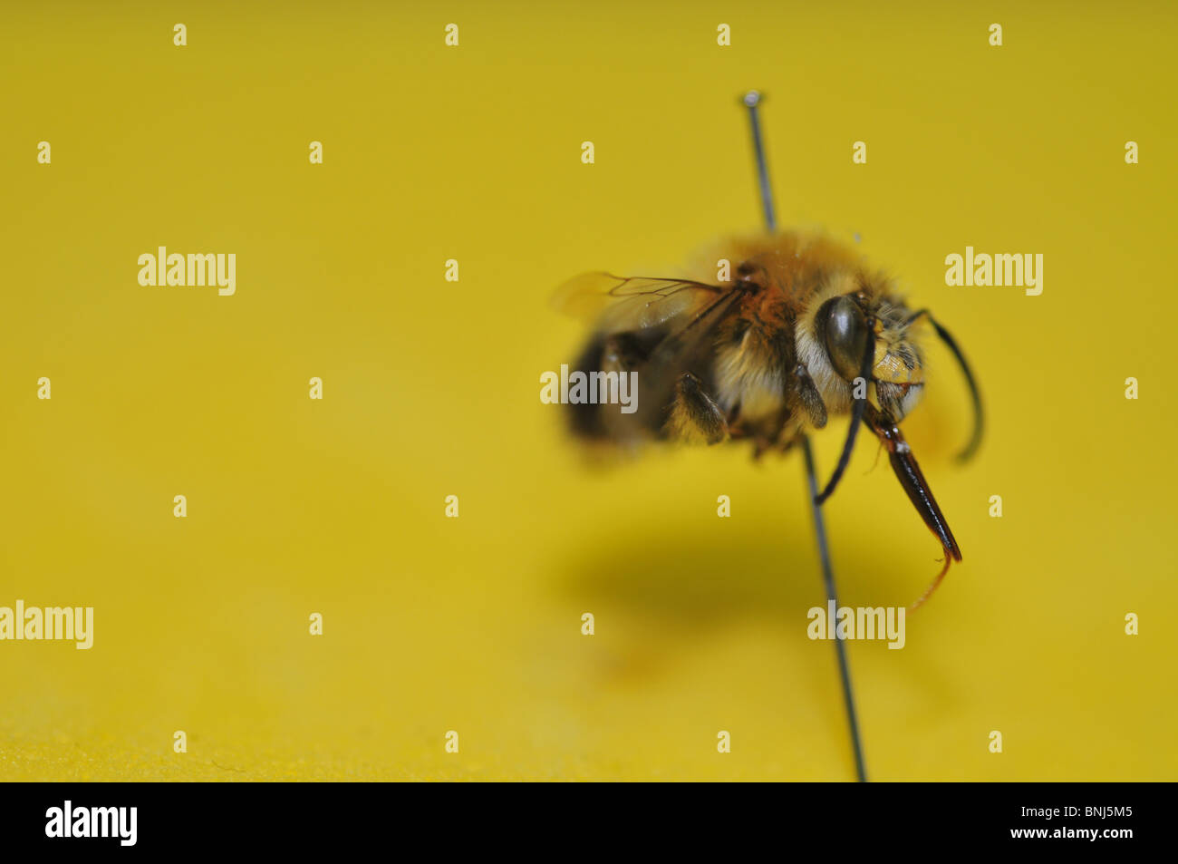 Israeli Wild Bee collection of different species - bees collected in ...