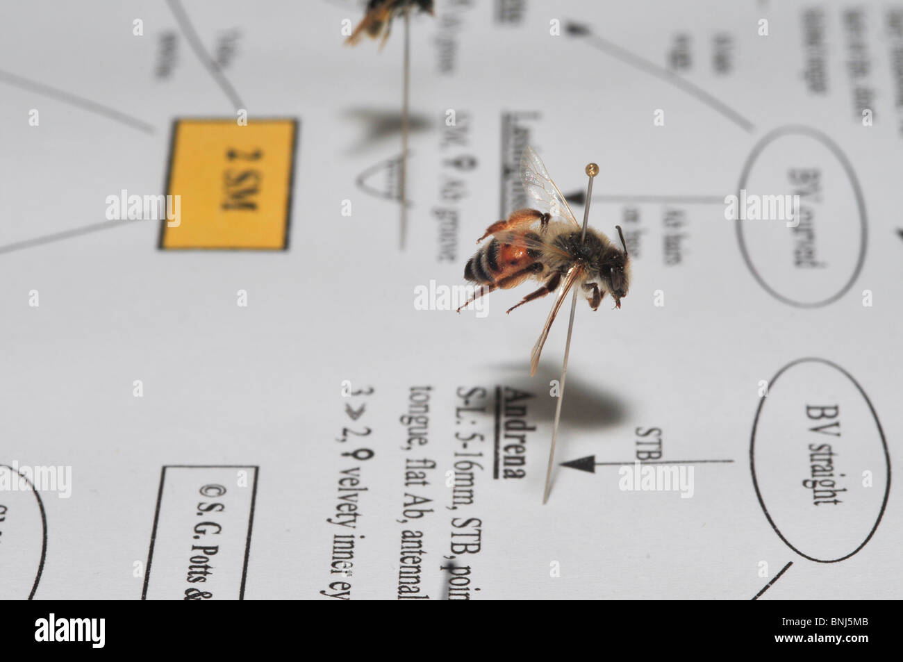 Wild Bee collection of different species Stock Photo - Alamy