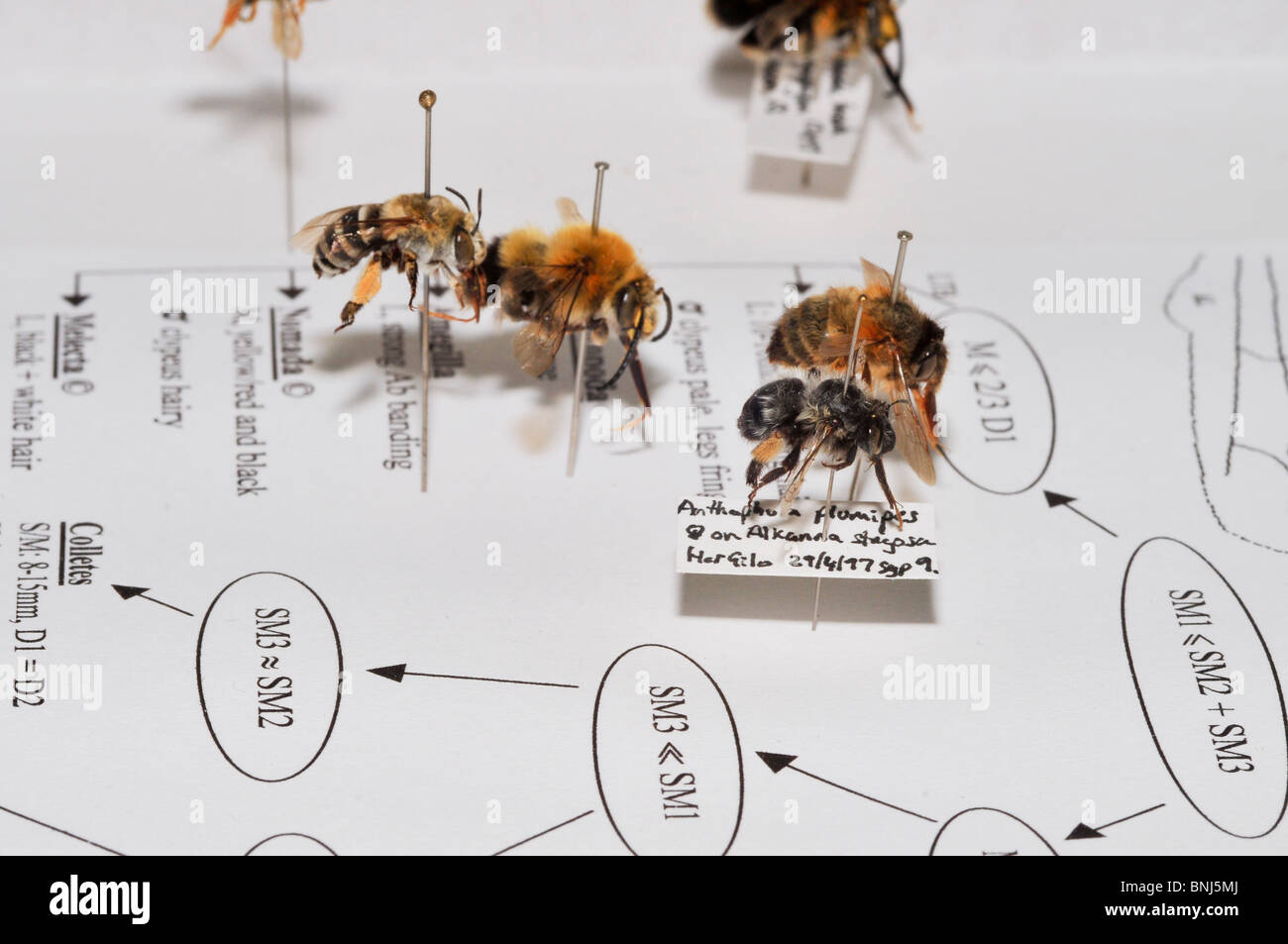 Wild Bee collection of different species Stock Photo - Alamy