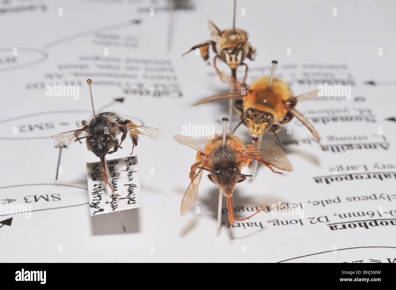 Wild Bee collection of different species Stock Photo - Alamy