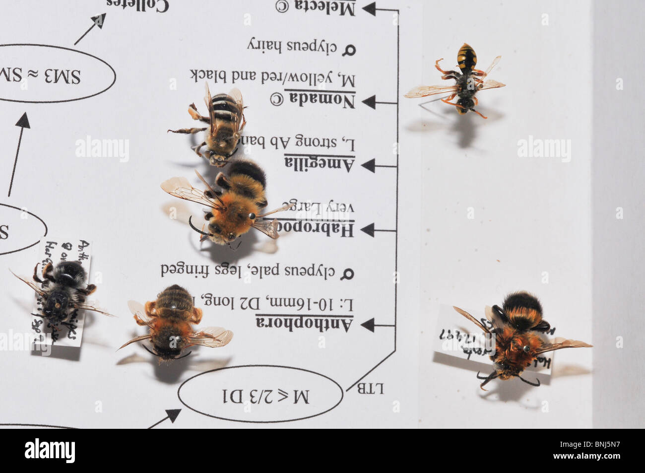 Bee species identification hi-res stock photography and images - Alamy