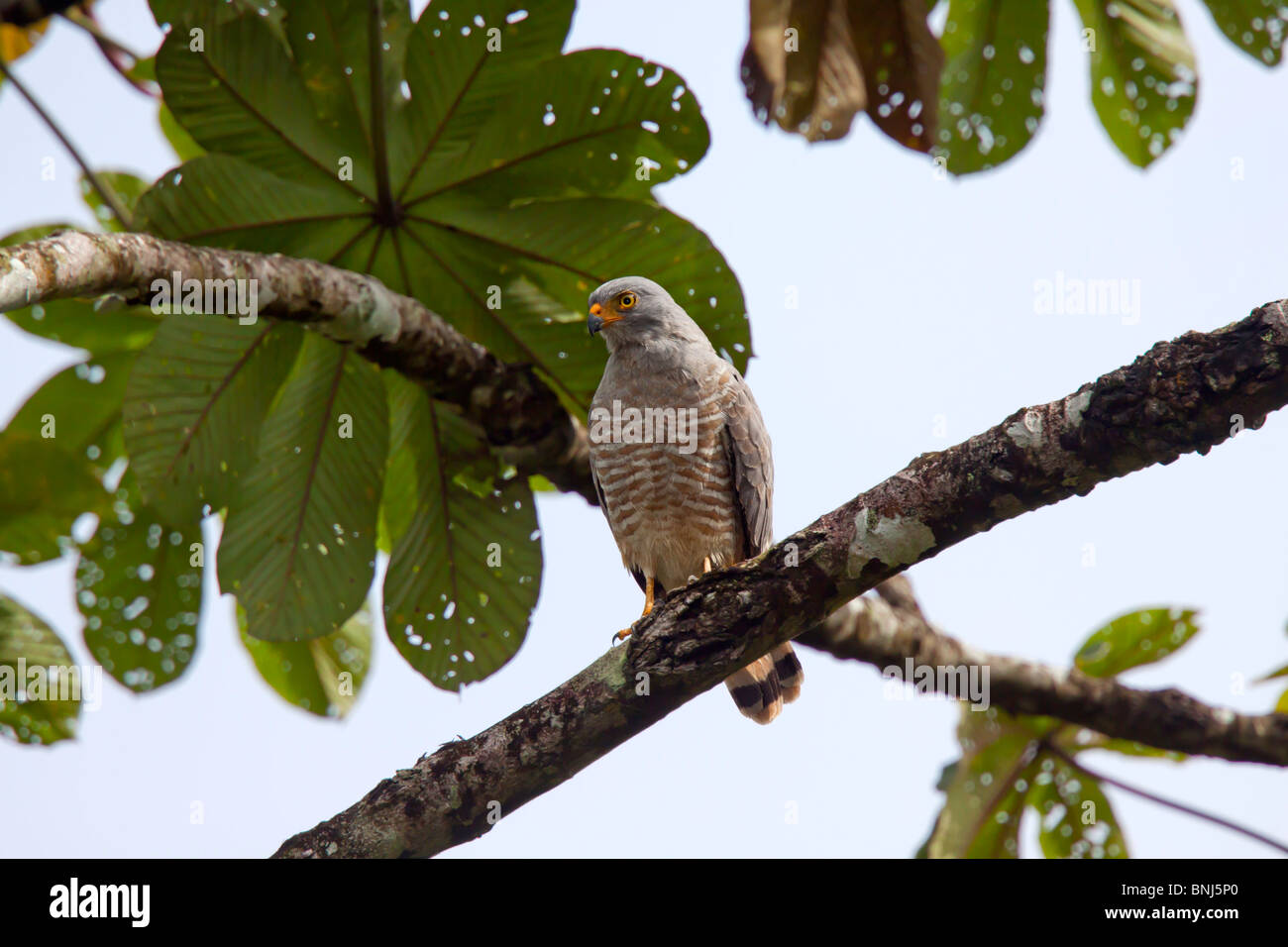 Flying roadside hawk hi-res stock photography and images - Alamy