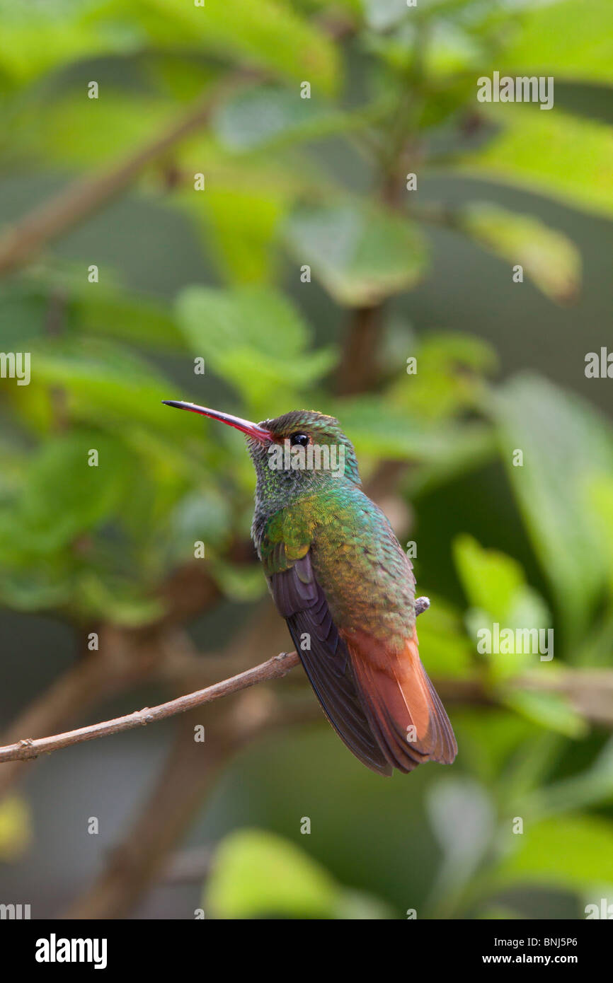 Rufous tailed hummingbird hi-res stock photography and images - Alamy