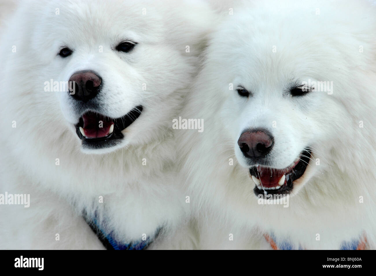 Dog dogs sledge dogs Samojede Samojeden knows portrait Stock Photo - Alamy
