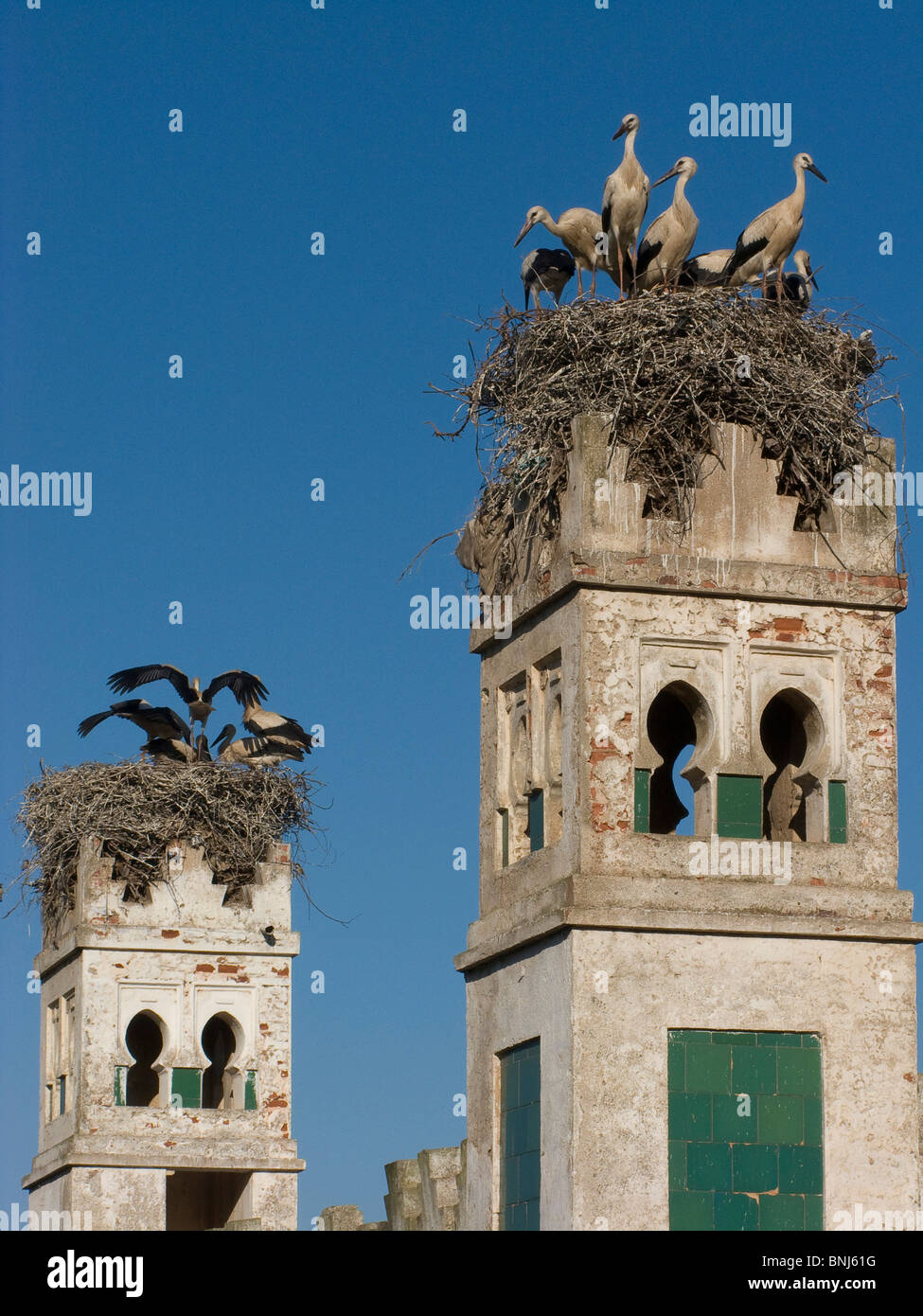Morocco North Africa Maghreb Ciconia ciconia White-stork Storks bird ...