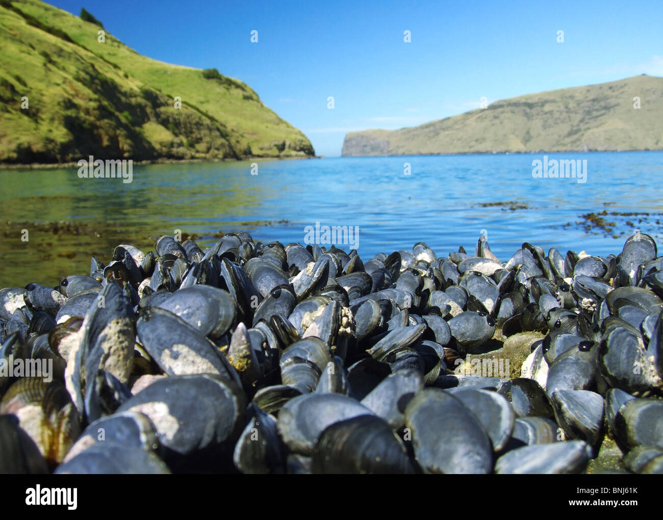 South Island Akaroa mussels mussel sea ocean sea bull sea bulls food ...