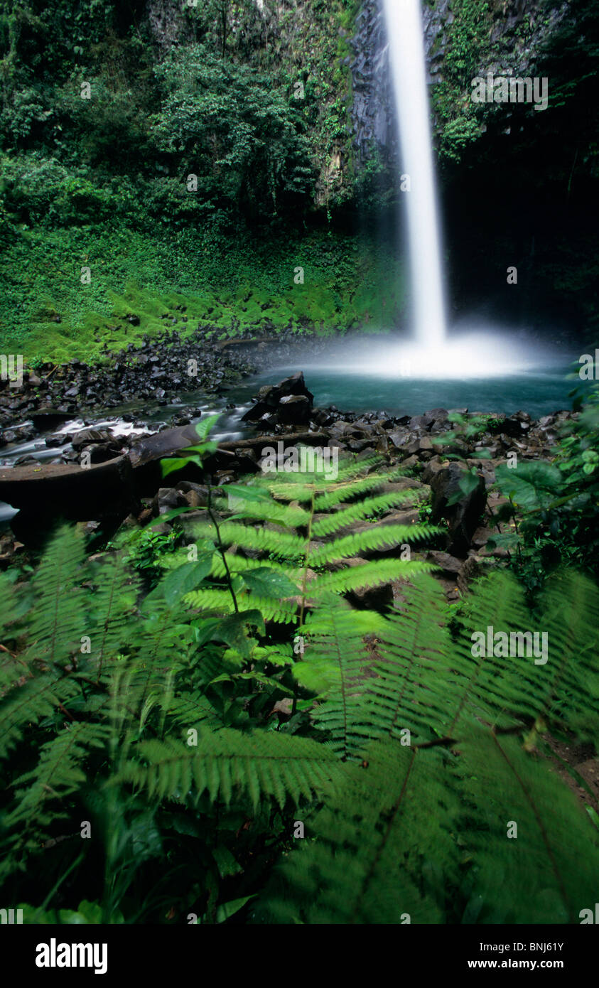 Costa Rica rainforest forest wood jungle waterfall rock cliff ferns ...