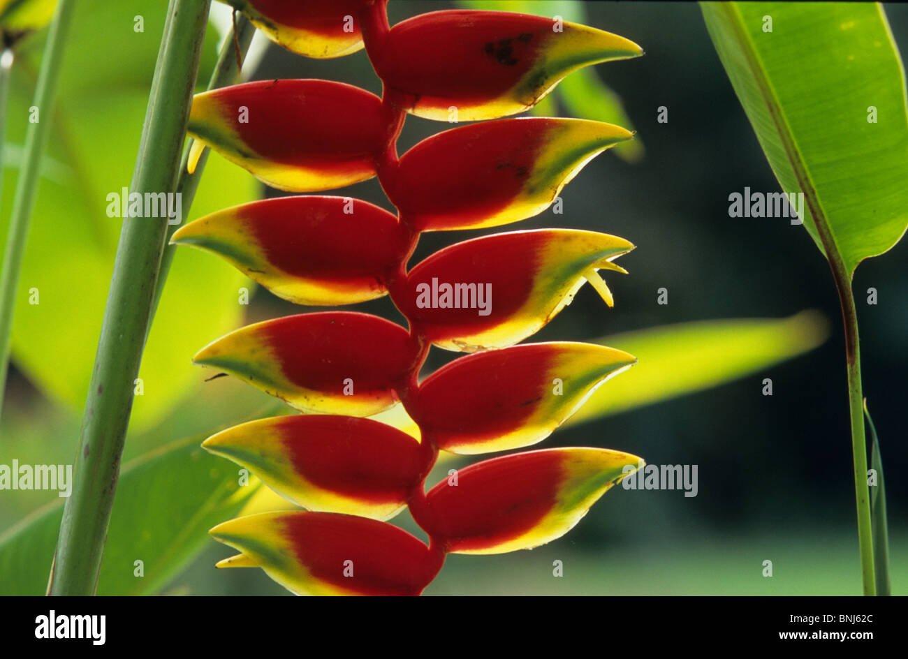 Costa Rica botanical garden tropical tropics vegetation Jardin ...