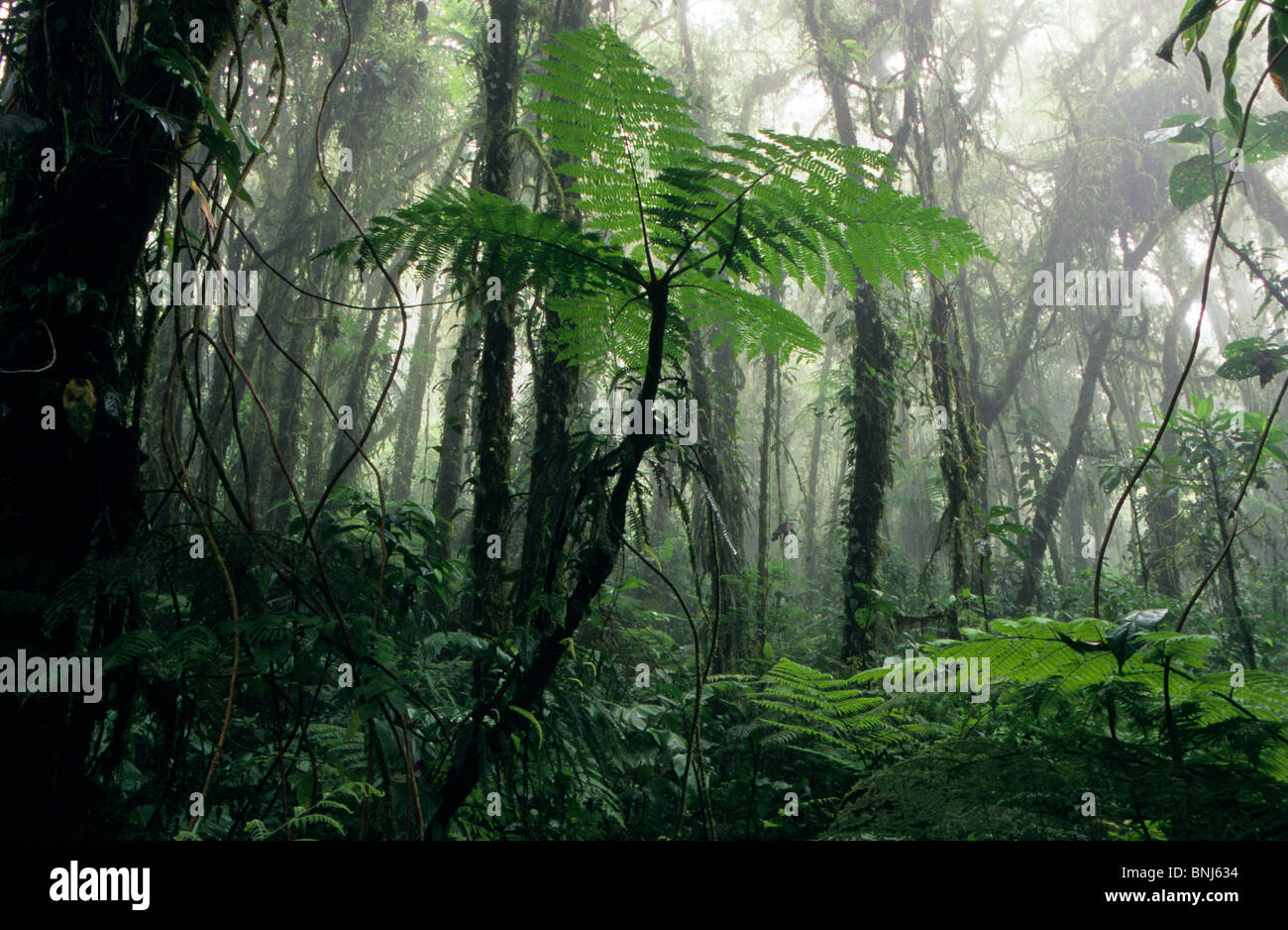 Costa Rica Cloud forest Wood tropical tropics vegetation treefern fog ...