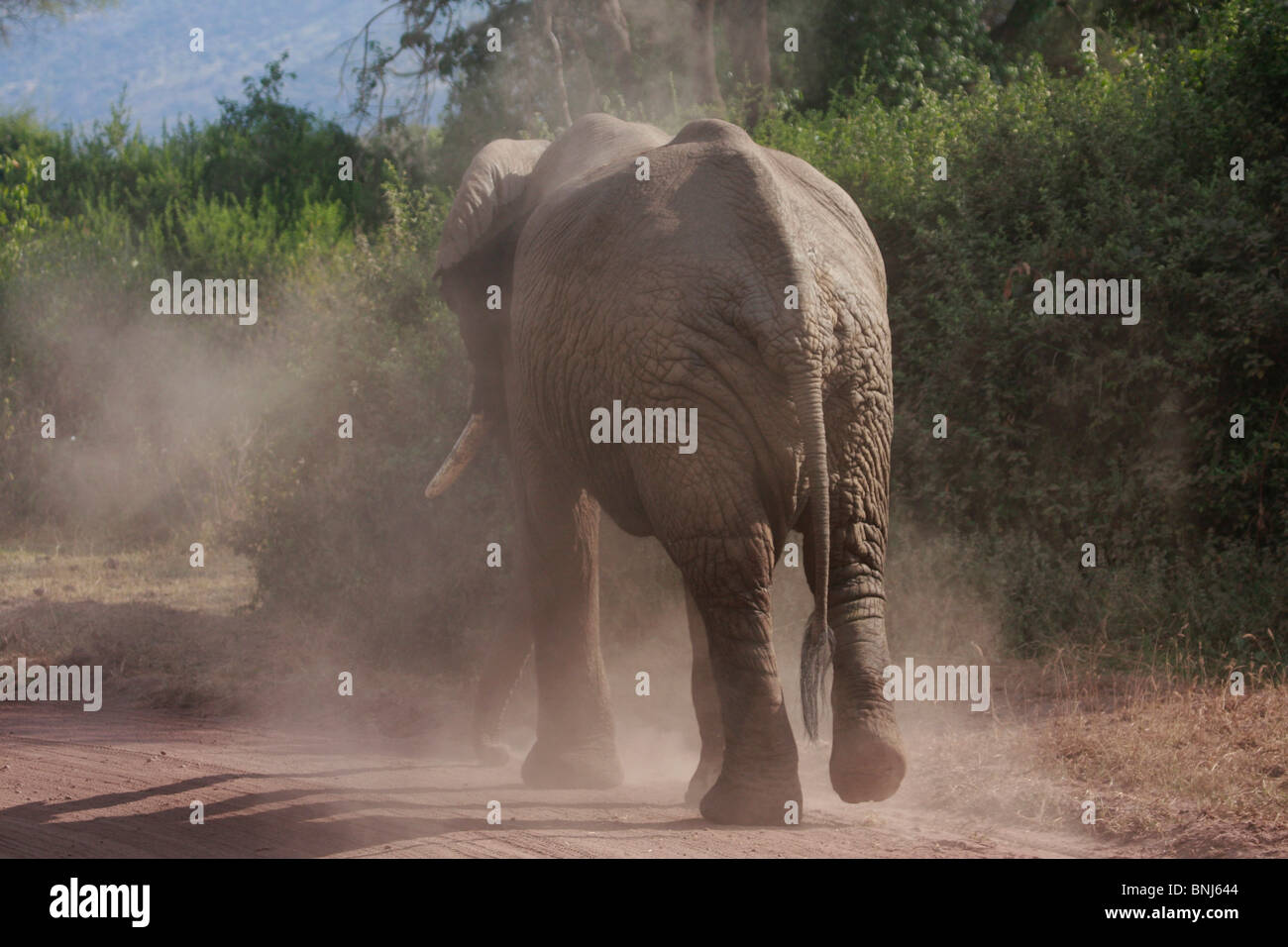 Tanzania Africa Loxodonta African elephant fauna one animal nature ...