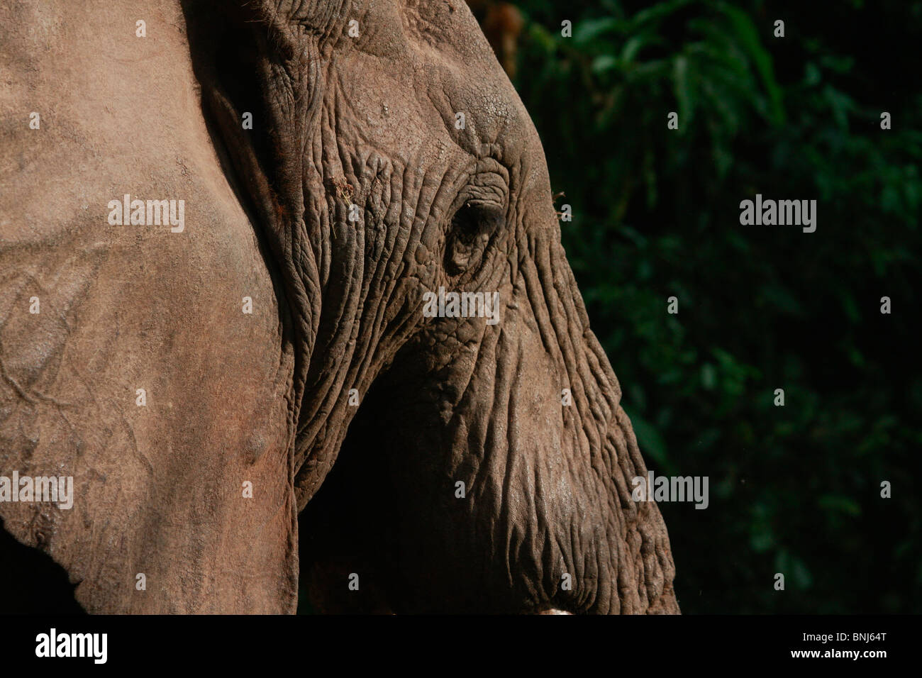 Tanzania Africa Loxodonta African elephant fauna one animal nature ...
