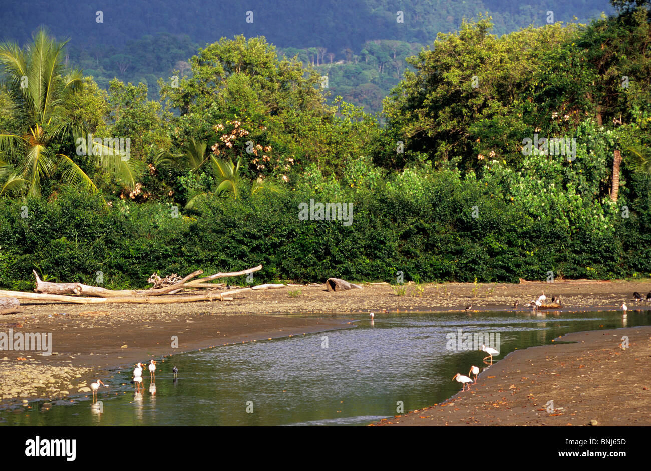 Costa Rica Pacific coast Sea Ocean lagoon bank vegetation Palm trees ...