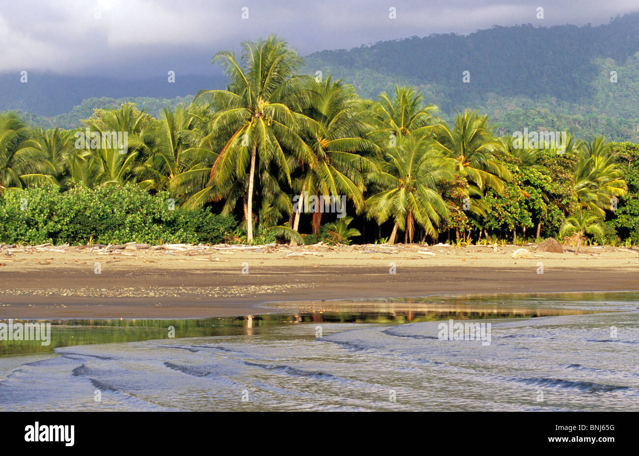 Costa Rica Pacific coast Sea Ocean beach seashore Palm trees Playa ...