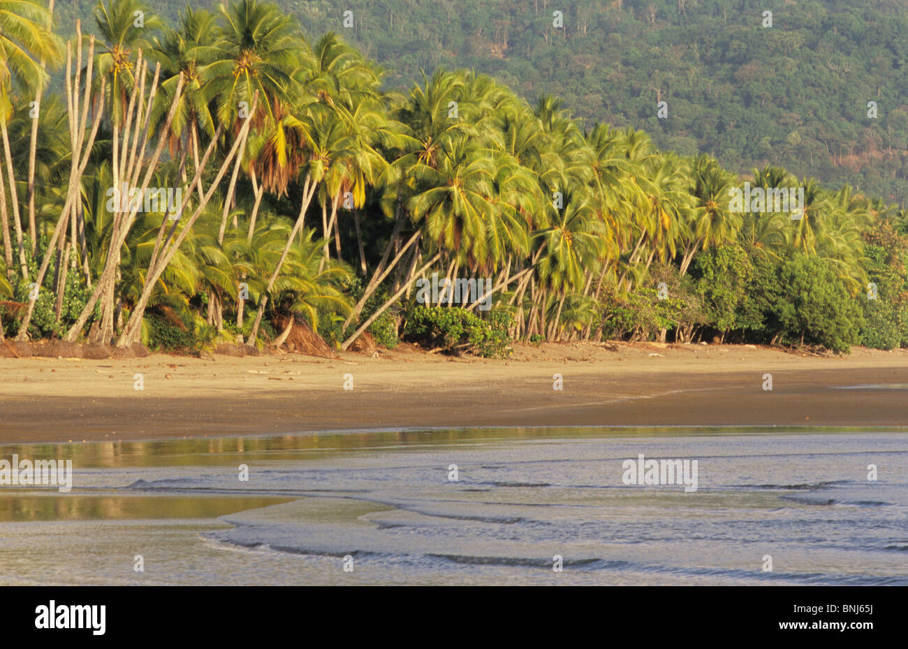 Costa Rica Pacific coast Sea Ocean beach seashore Palm trees Playa ...