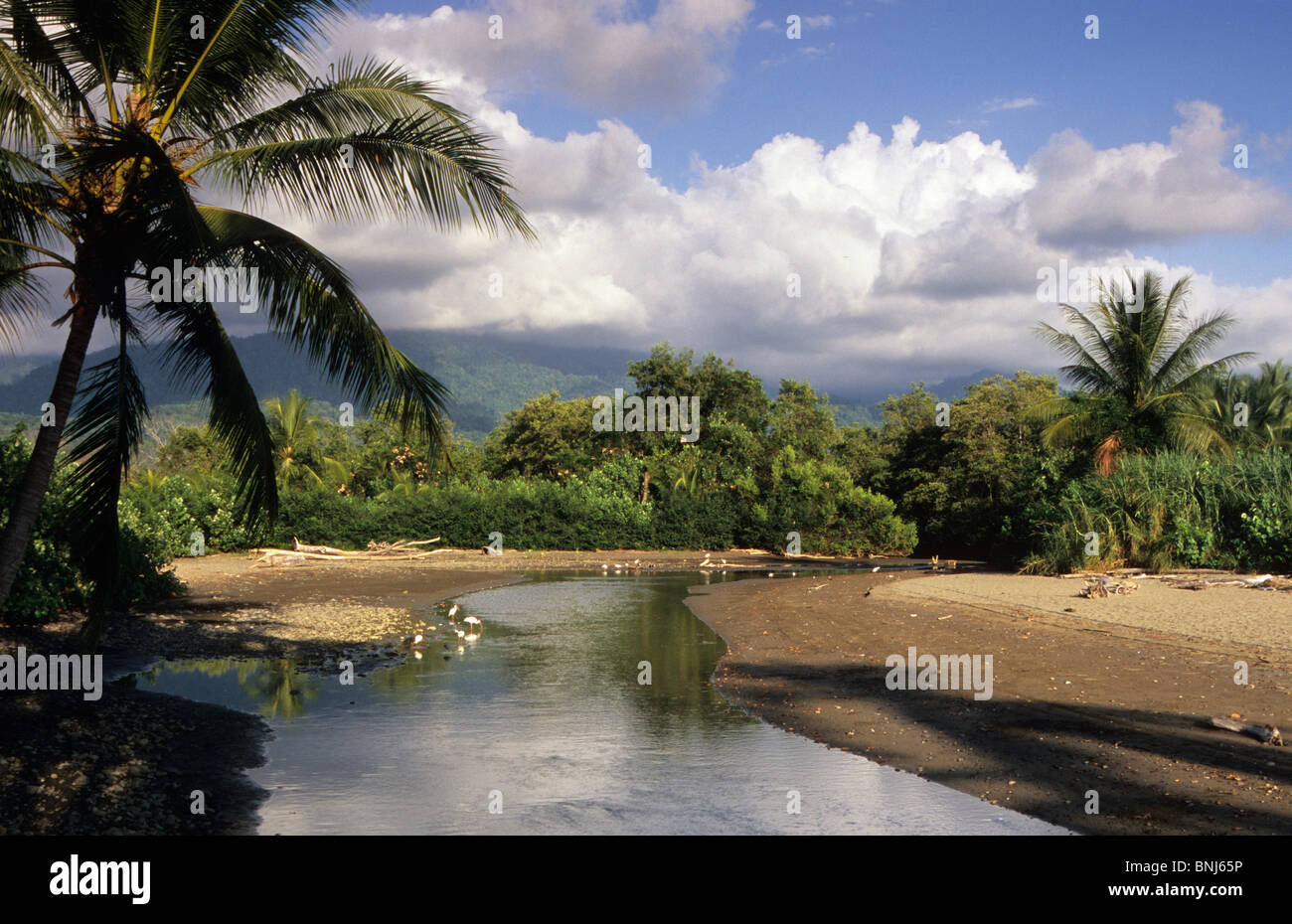 Costa Rica Pacific coast Sea Ocean lagoon Palm trees water birds Playa ...