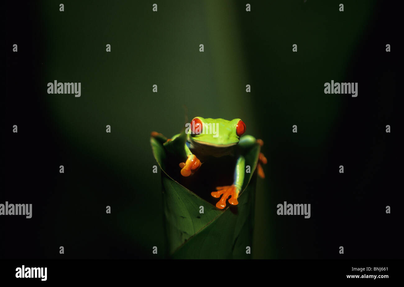 Costa Rica rainforest forest wood jungle amphibian Red-eyed tree frog ...