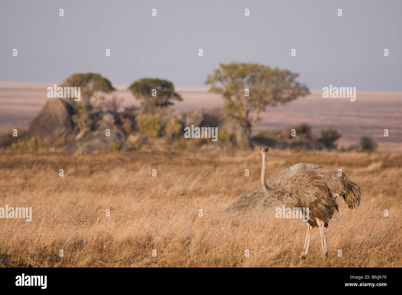 Tanzania Africa Ostrich Struthio camelus grass landscape scenery tree ...
