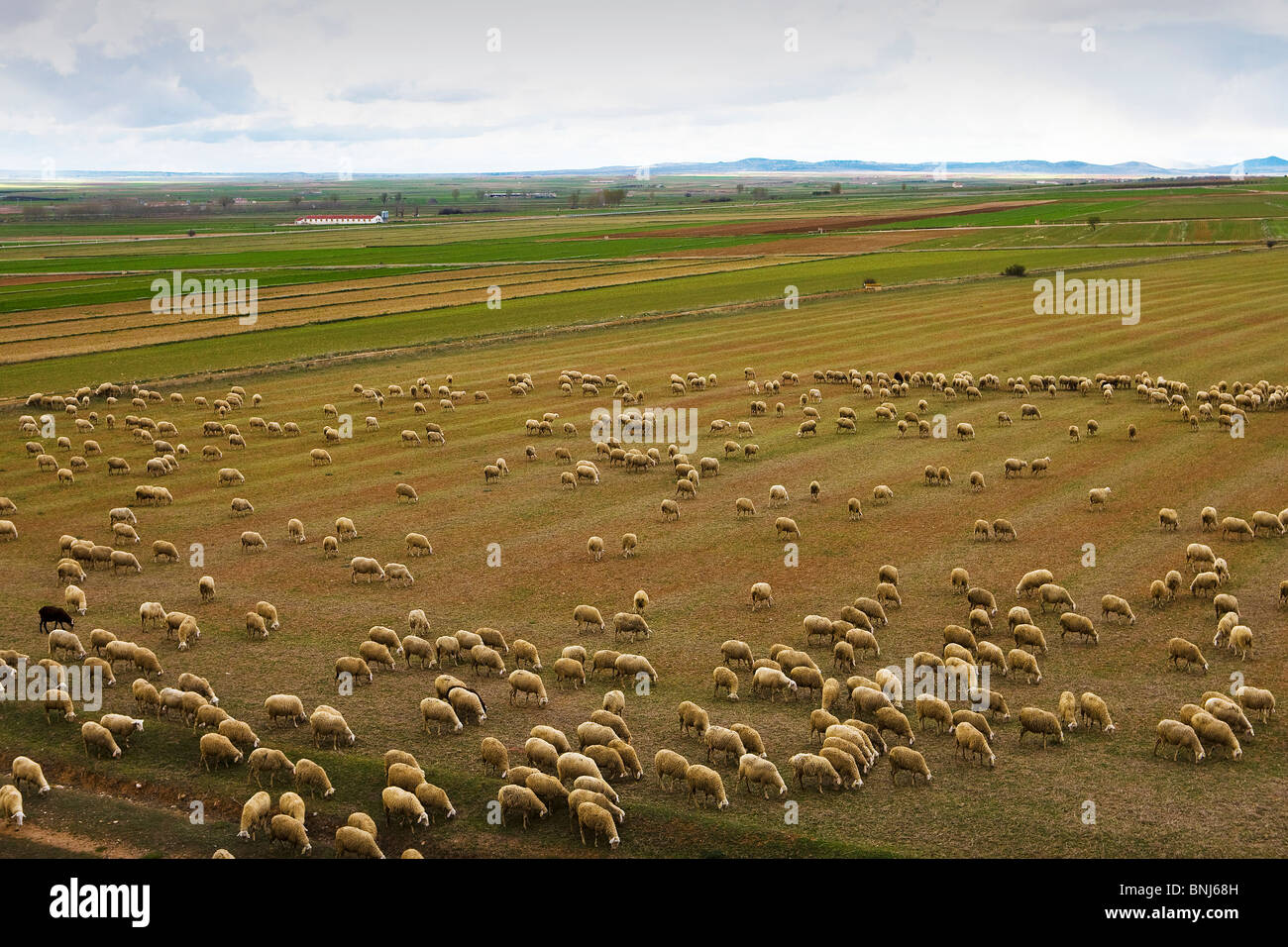Spain Aragon region area Teruel province herds sheep agriculture field ...