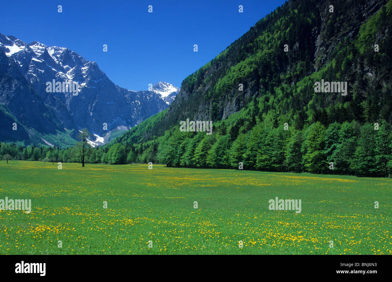 Slovenia valley mountains blossoming meadow wood forest Logarska Dolina ...