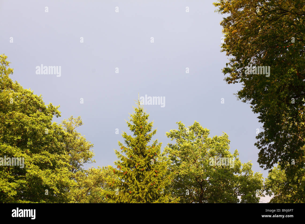 trees divers colours of nature after a storm, tree, bush, vegatation ...