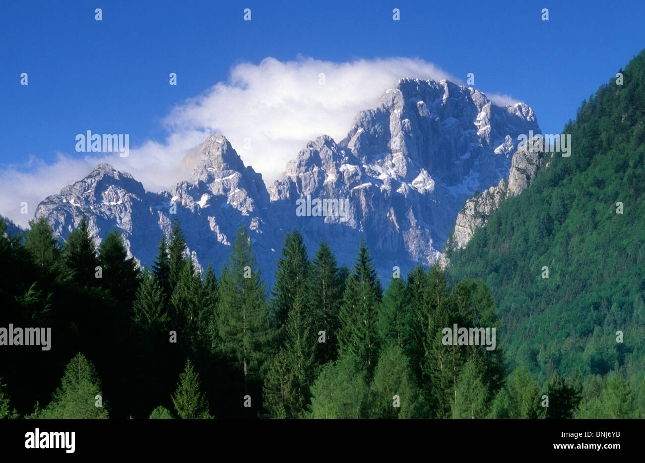 Slovenia Triglavnational park limestone firs cloud forest Mount Triglav ...