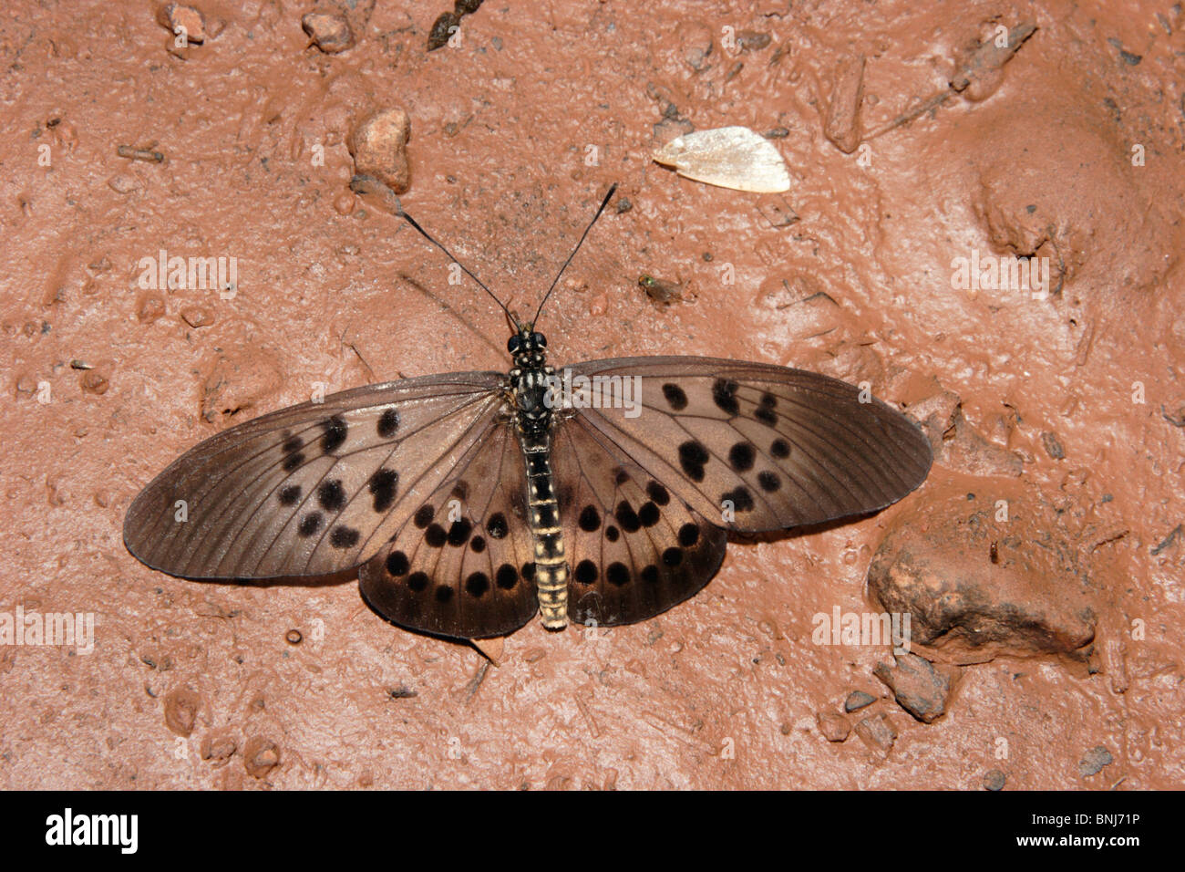 Rainforest floor butterfly hi-res stock photography and images - Alamy