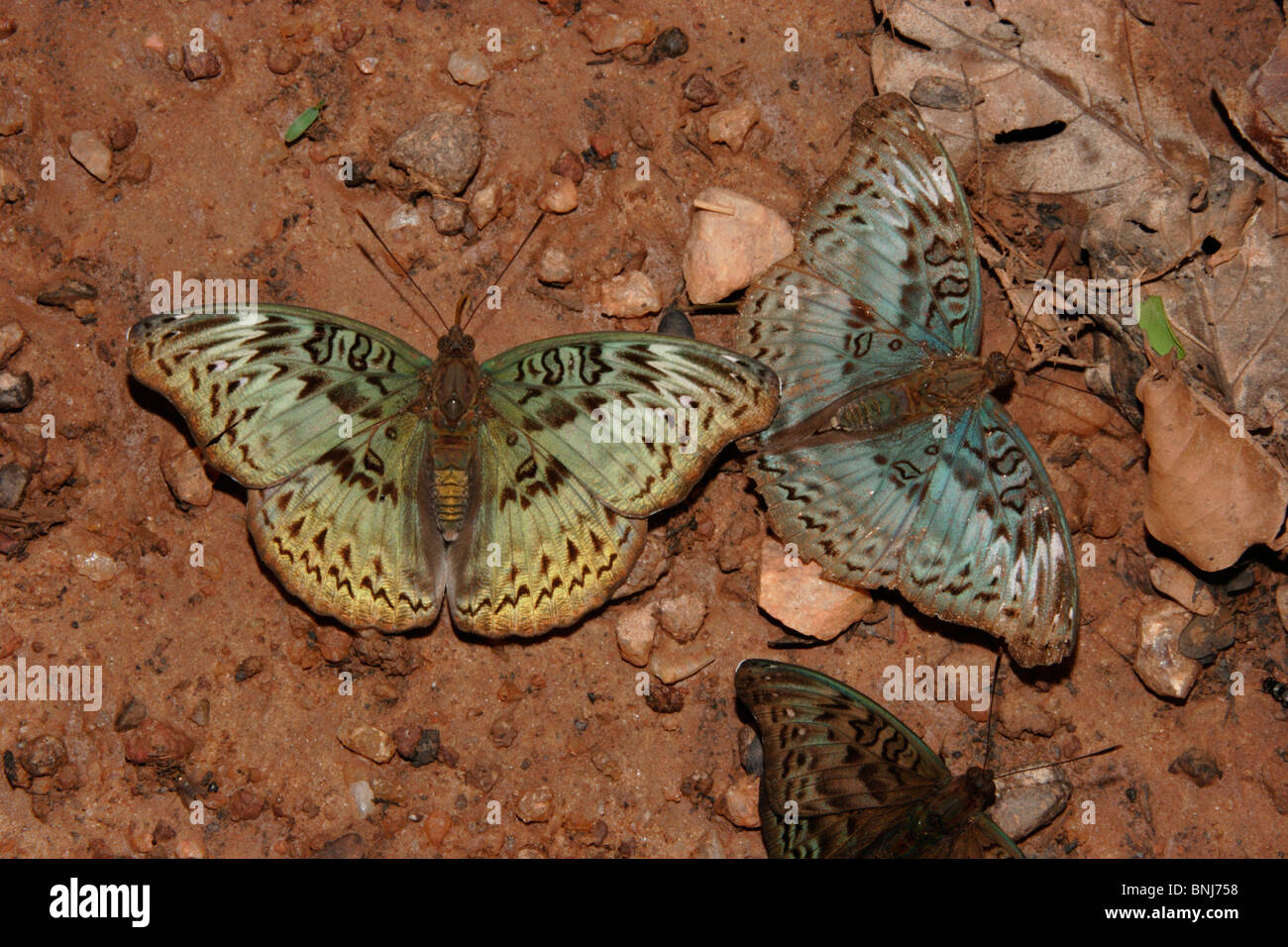 Common commander butterfly (Euryphura chalcis : Nymphalidae), two ...