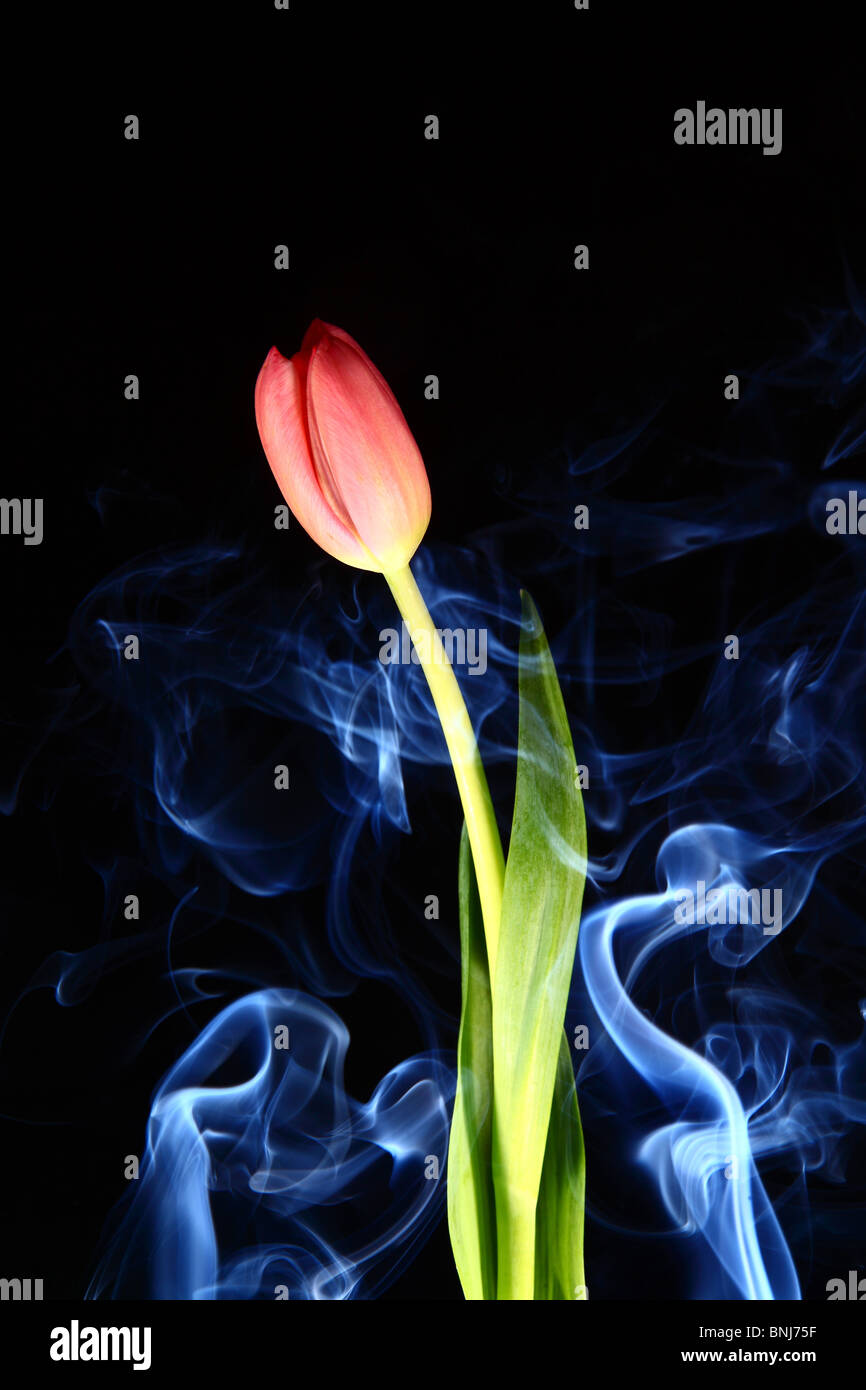 Tulip surrounded by incense smoke Stock Photo - Alamy