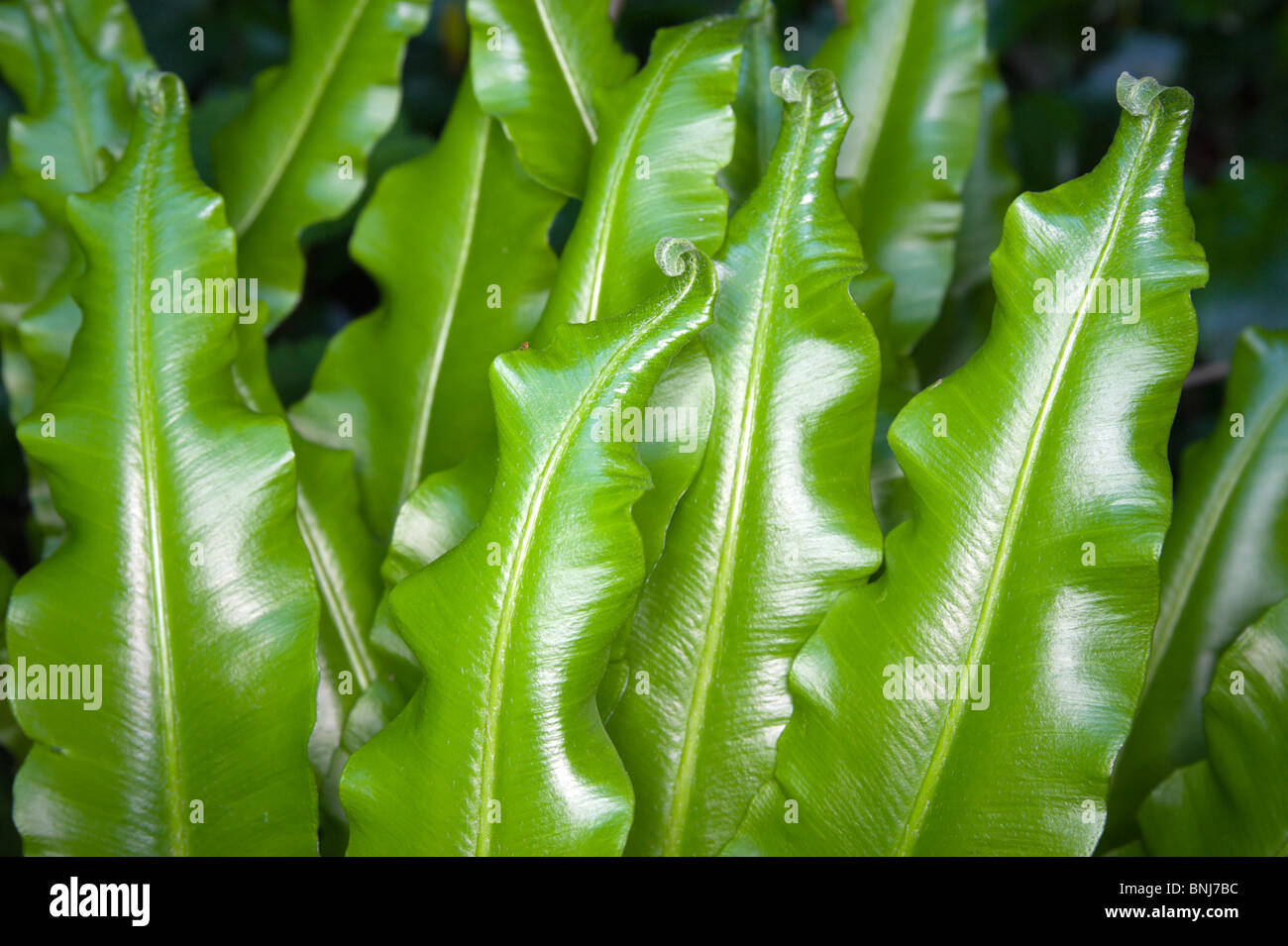phyllitis scolopendrium detail Stock Photo - Alamy