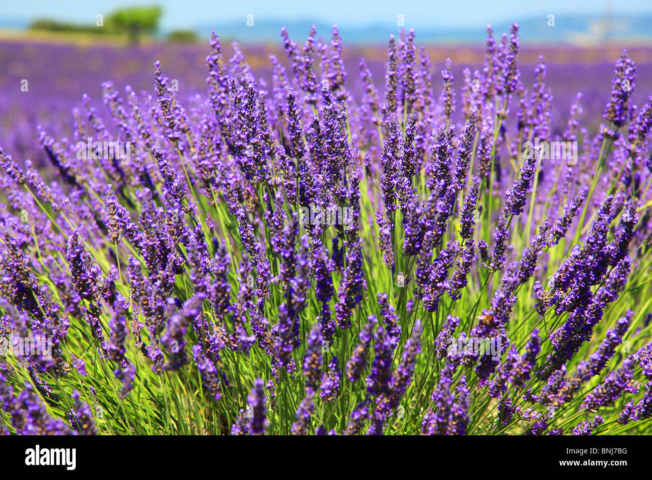 Lavender fields landscape blossoming hi-res stock photography and ...