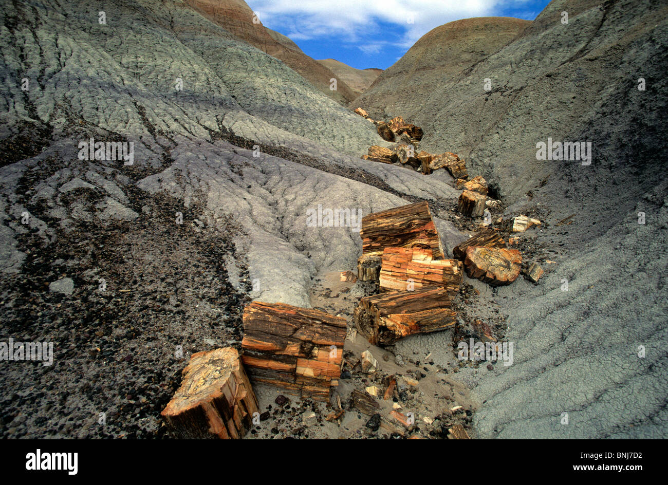 USA Arizona national park fossilized trunks fossilized wood Petrified ...