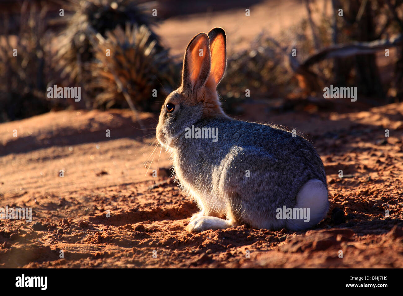 Audubon cottontail hi-res stock photography and images - Alamy