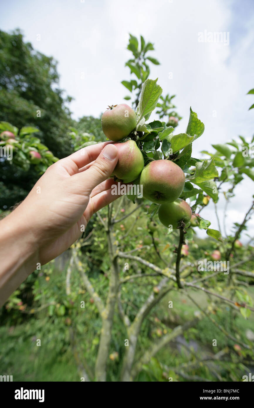 Picking an apple from a tree Stock Photo - Alamy