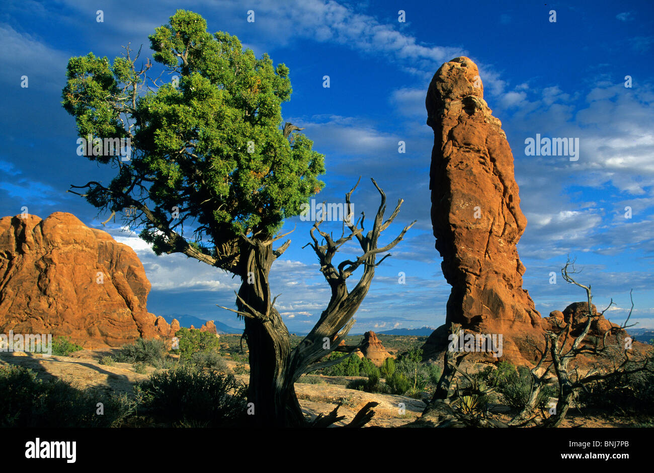 USA Utah national park rock pillar Juniper tree sandstone conifer ...