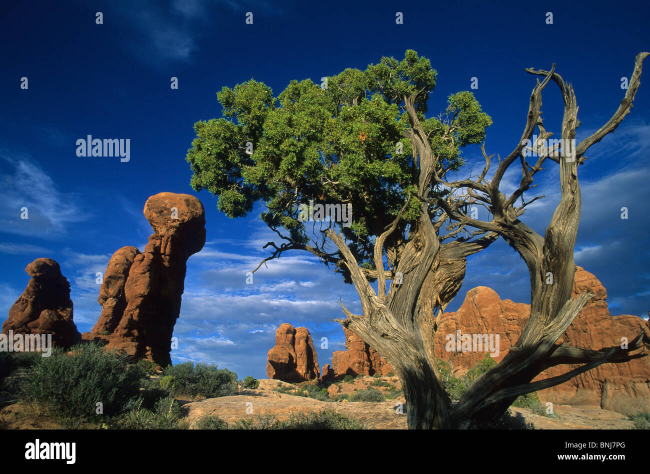 USA Utah national park rock pillar Juniper tree sandstone conifer ...