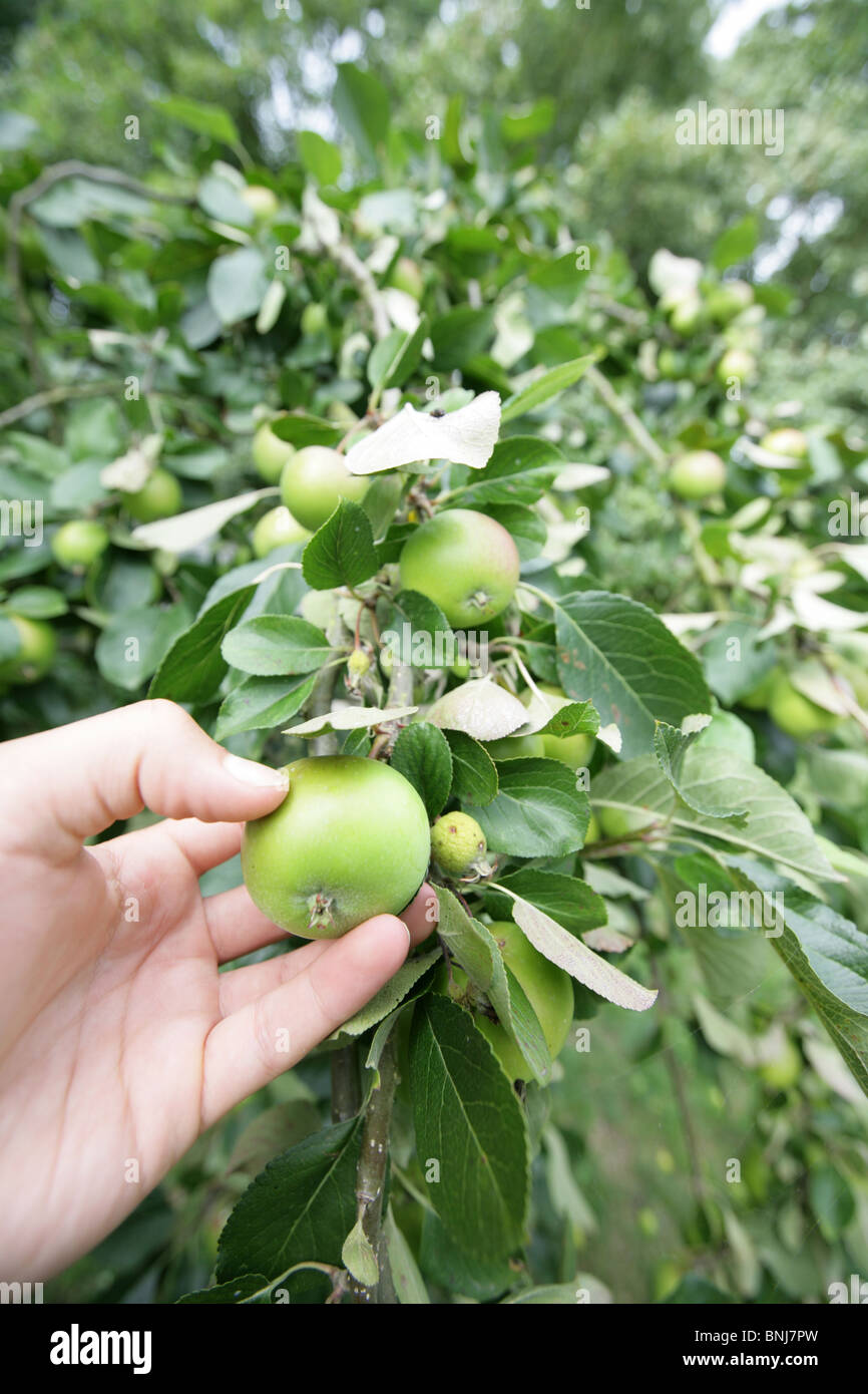 Picking an apple from a tree Stock Photo - Alamy