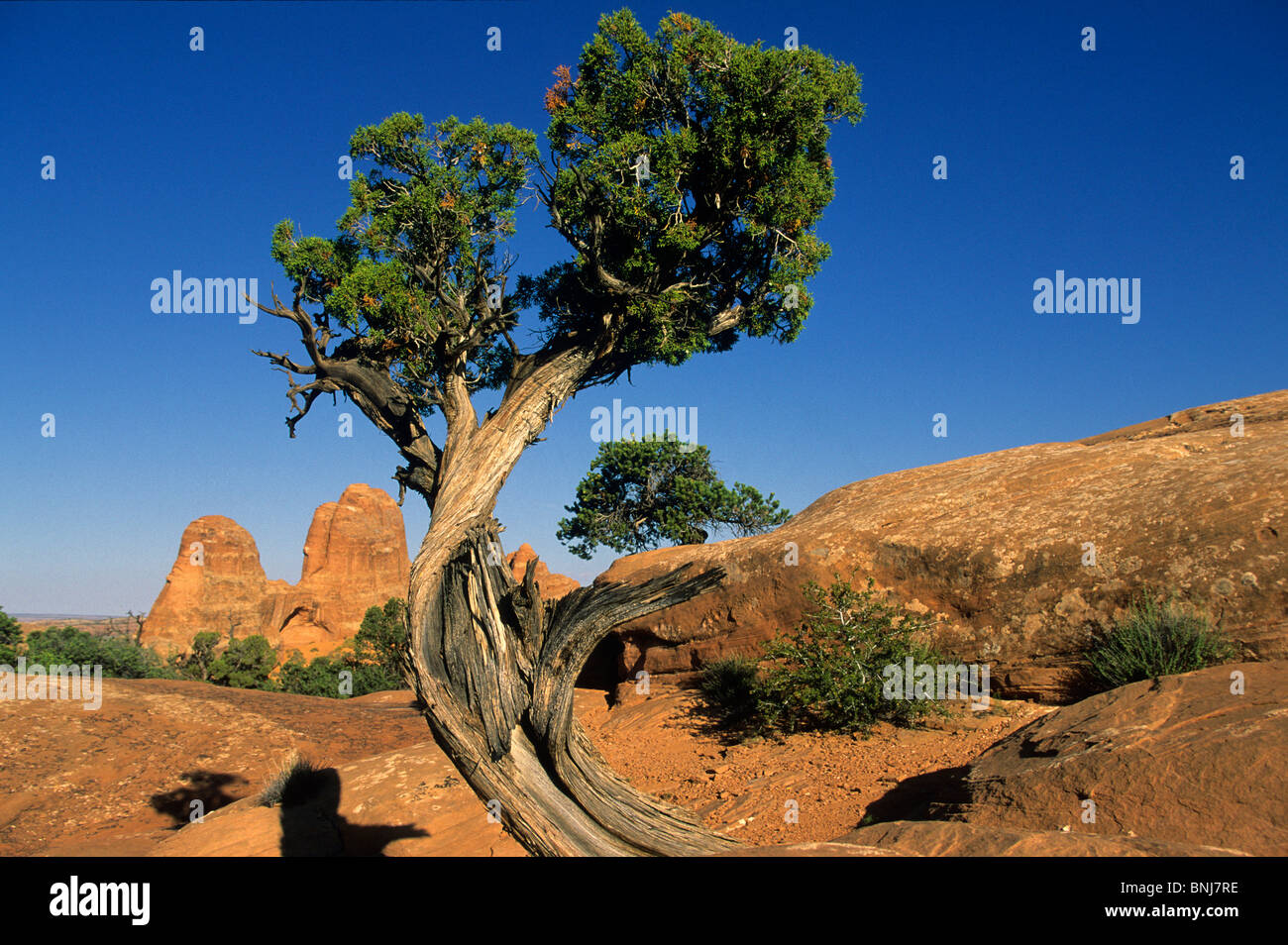 USA Utah national park sandstone Juniper tree conifer Arches North ...