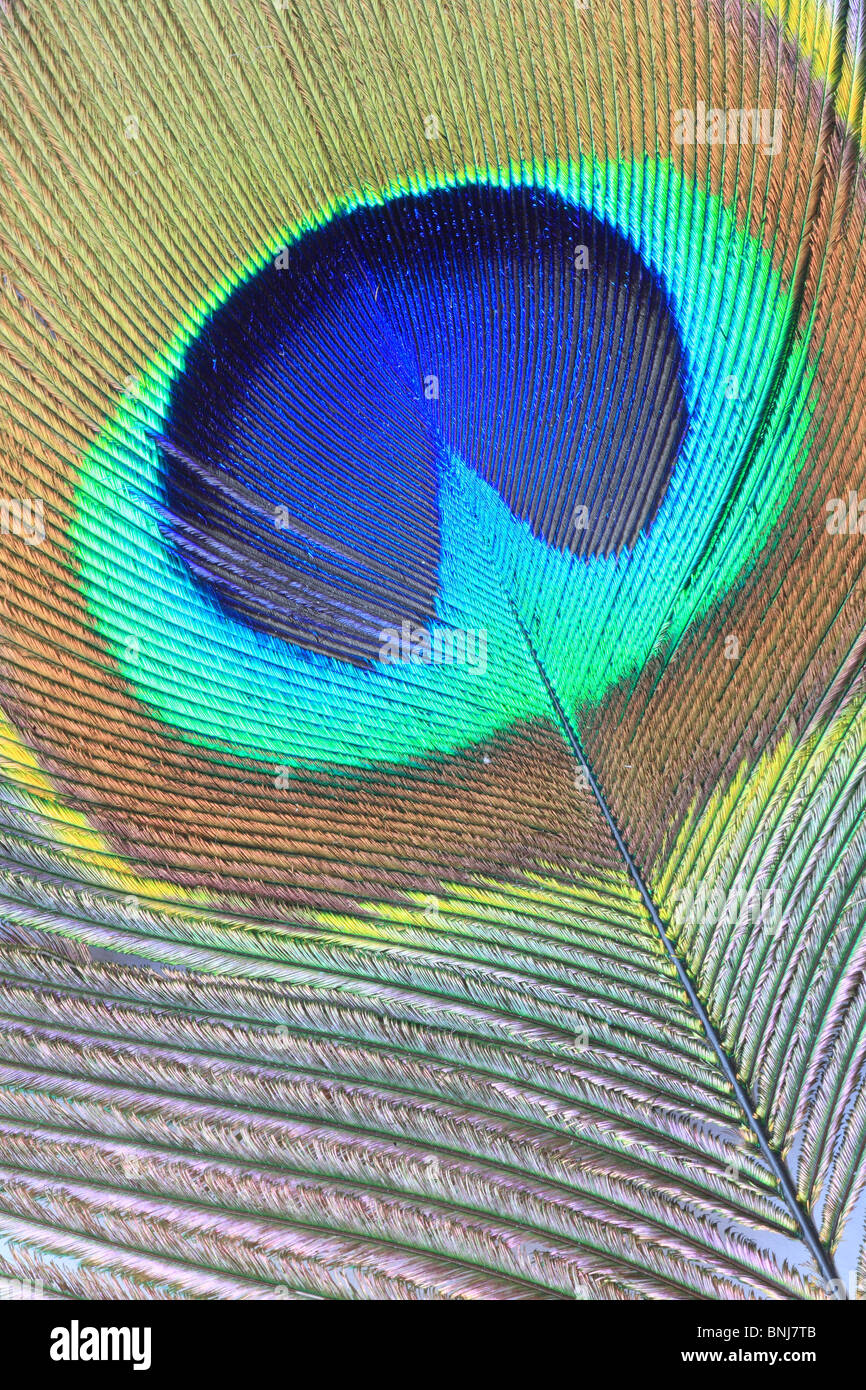 Peafowl Peacock Detail Close-up Feather Oetwil am See Switzerland Eye ...