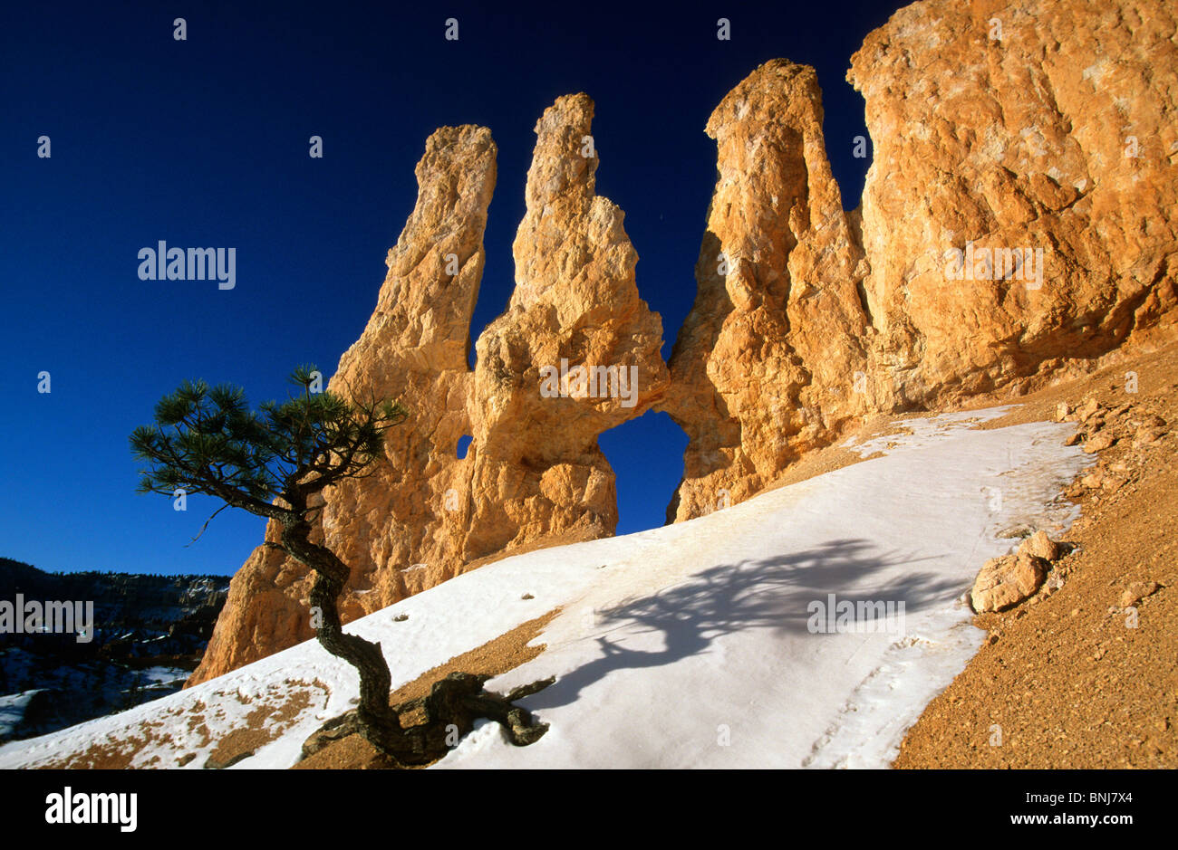 USA Utah national park rock pillar erosion pine tree snow winter Bryce ...