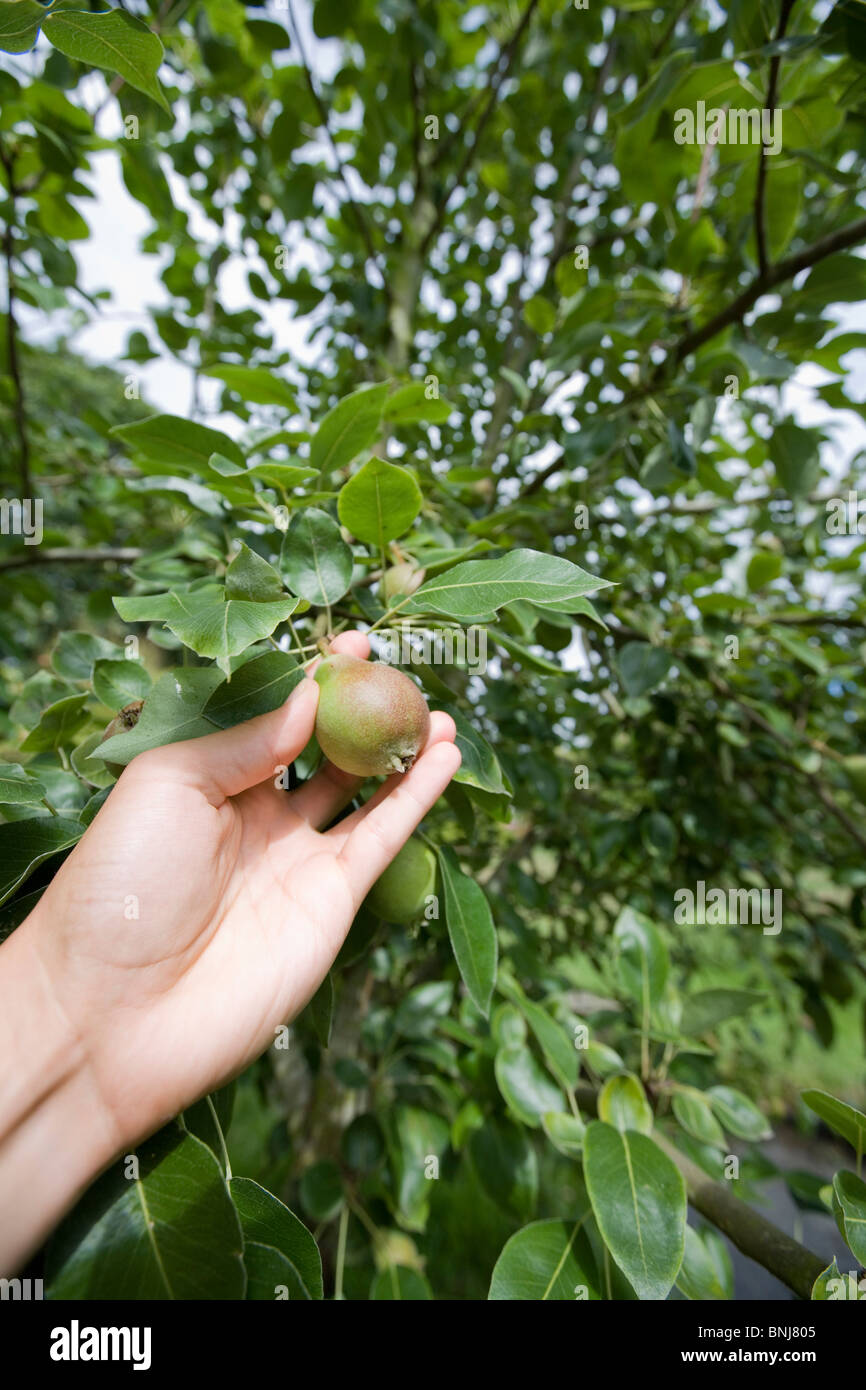 Scrumping hi-res stock photography and images - Alamy