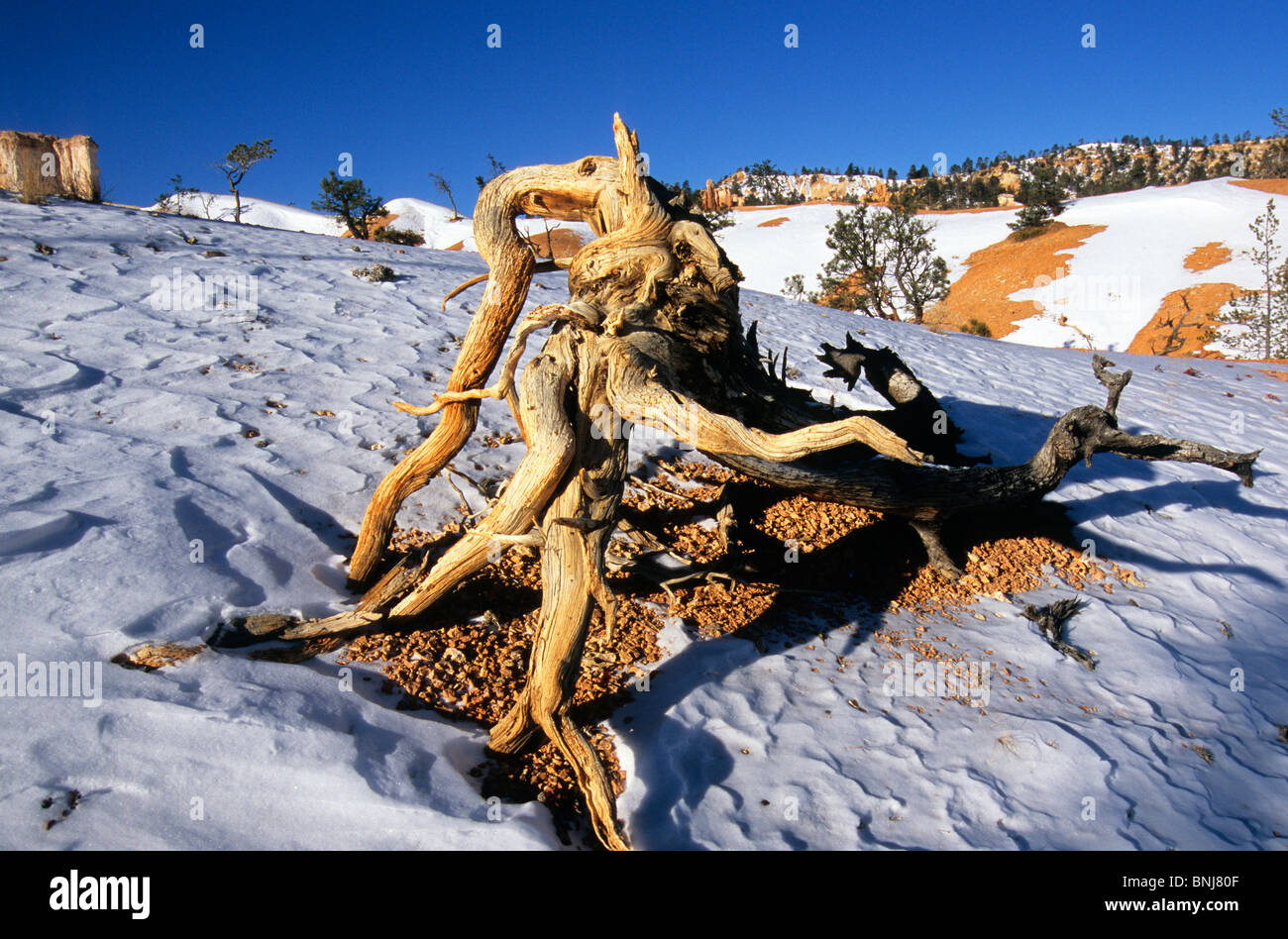 USA Utah national park dead tree root wood snow winter Bryce North ...