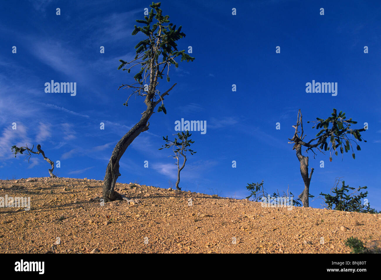 USA Utah national park conifer trees Bristlecone Pines Bryce North ...