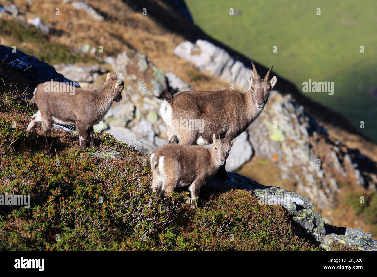 Ibex Capra ibex Ibex Female Young Baby Female Niederhorn Bernese ...