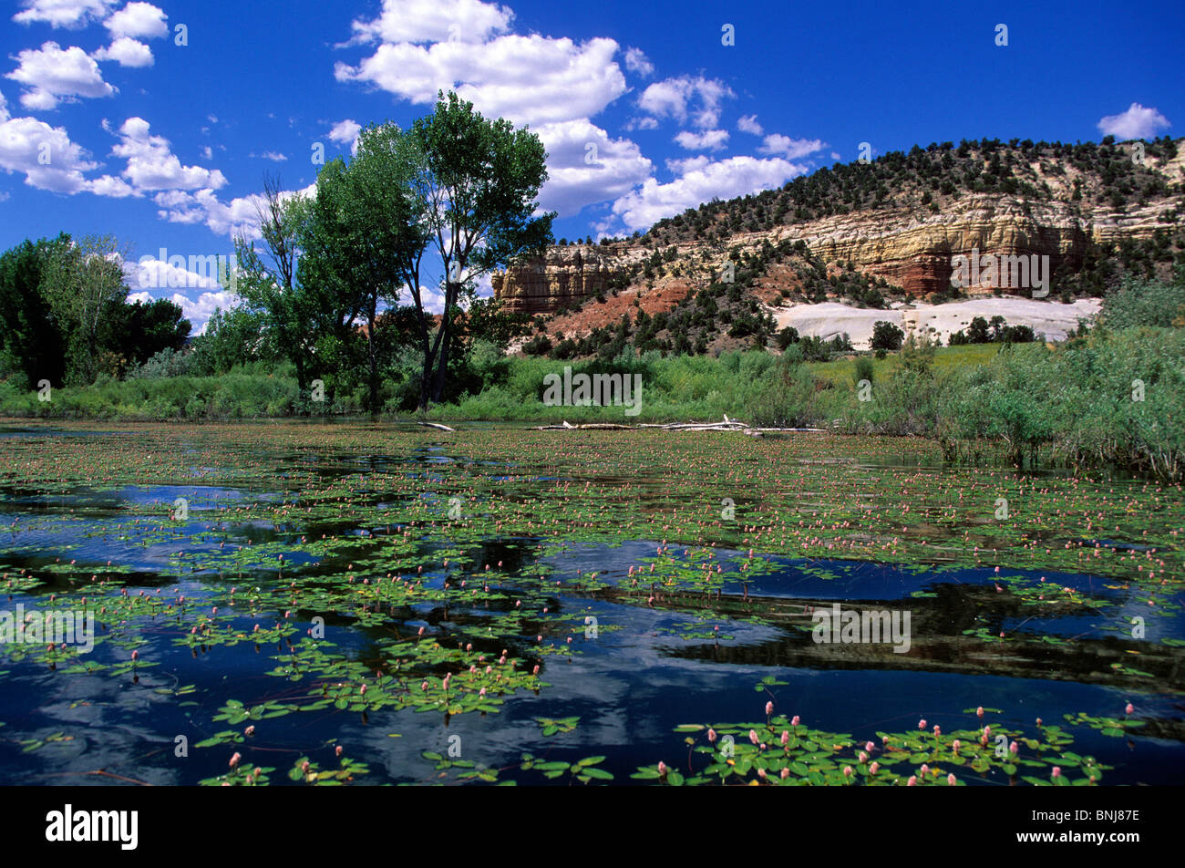 USA Utah Lake water pond plants green North America United States of ...